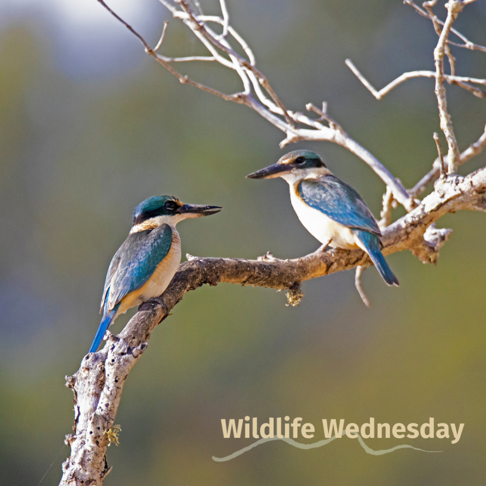 Meet K'Gari's Captivating Bird Species On Your Hiking Tour